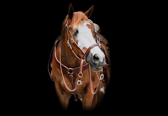 The Bitless Bridle by Dr. Cook | Official Site owned by PHS Saddlery